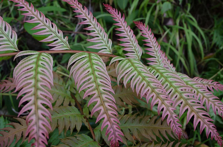 Ferns – Secret Garden Growers