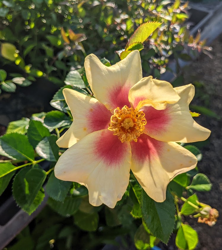 Roses – Secret Garden Growers