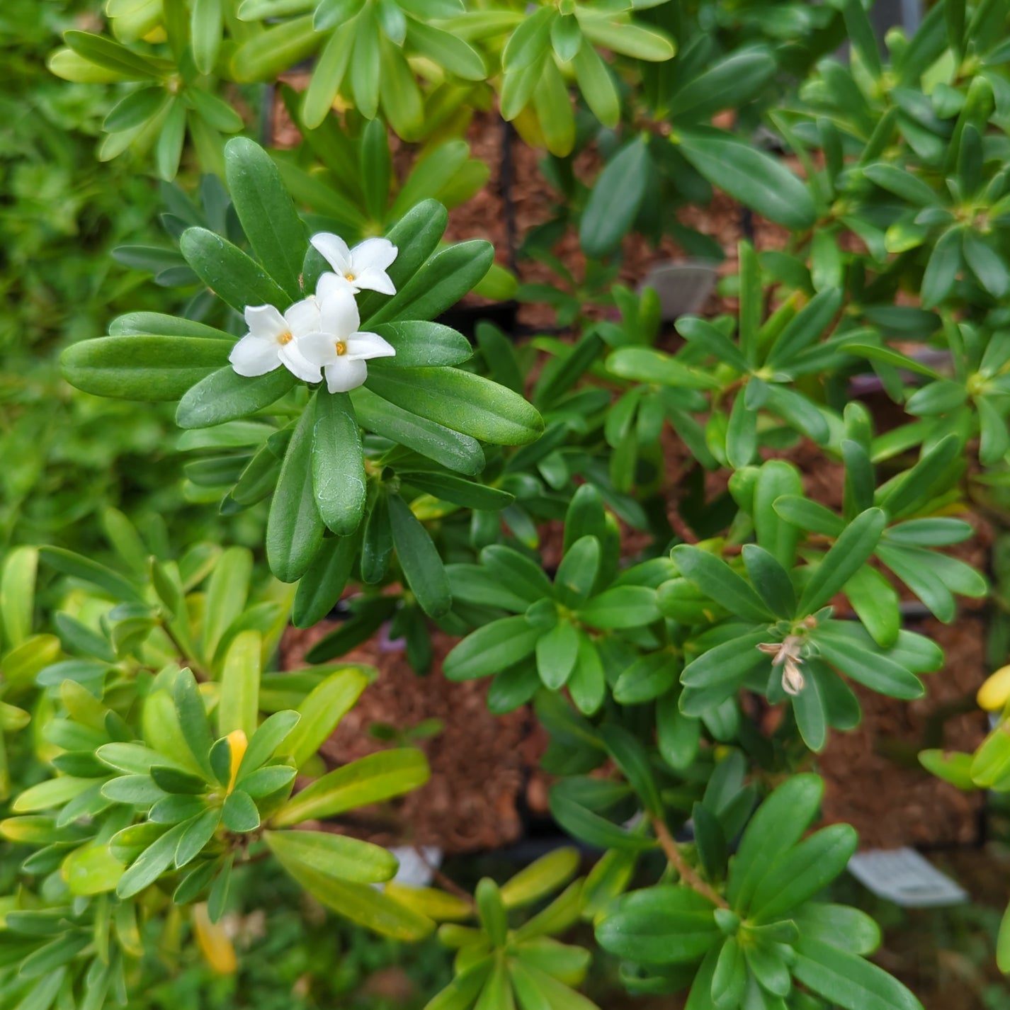 Daphne x transatlantica ‘Eternal Fragrance’ PP18361 – Secret Garden Growers