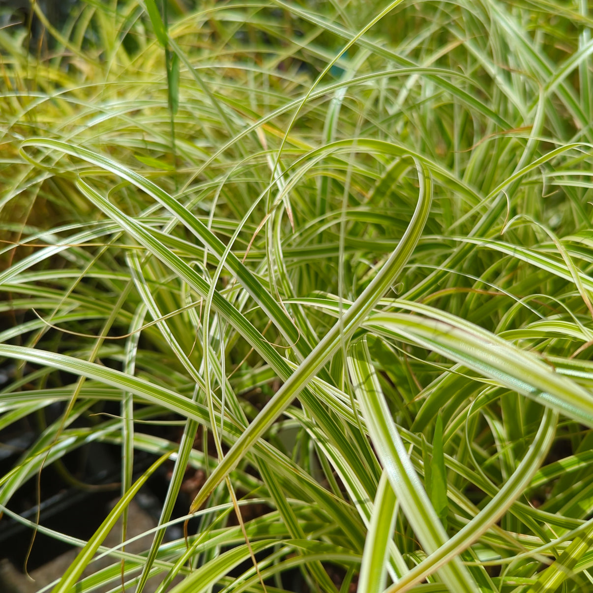 Carex 'Feather Falls' – Secret Garden Growers