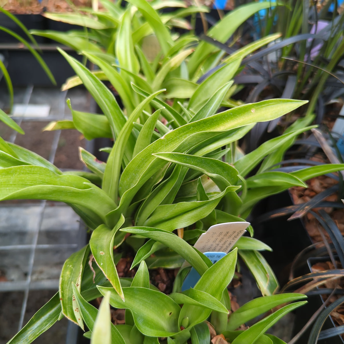 Rohdea japonica – Secret Garden Growers