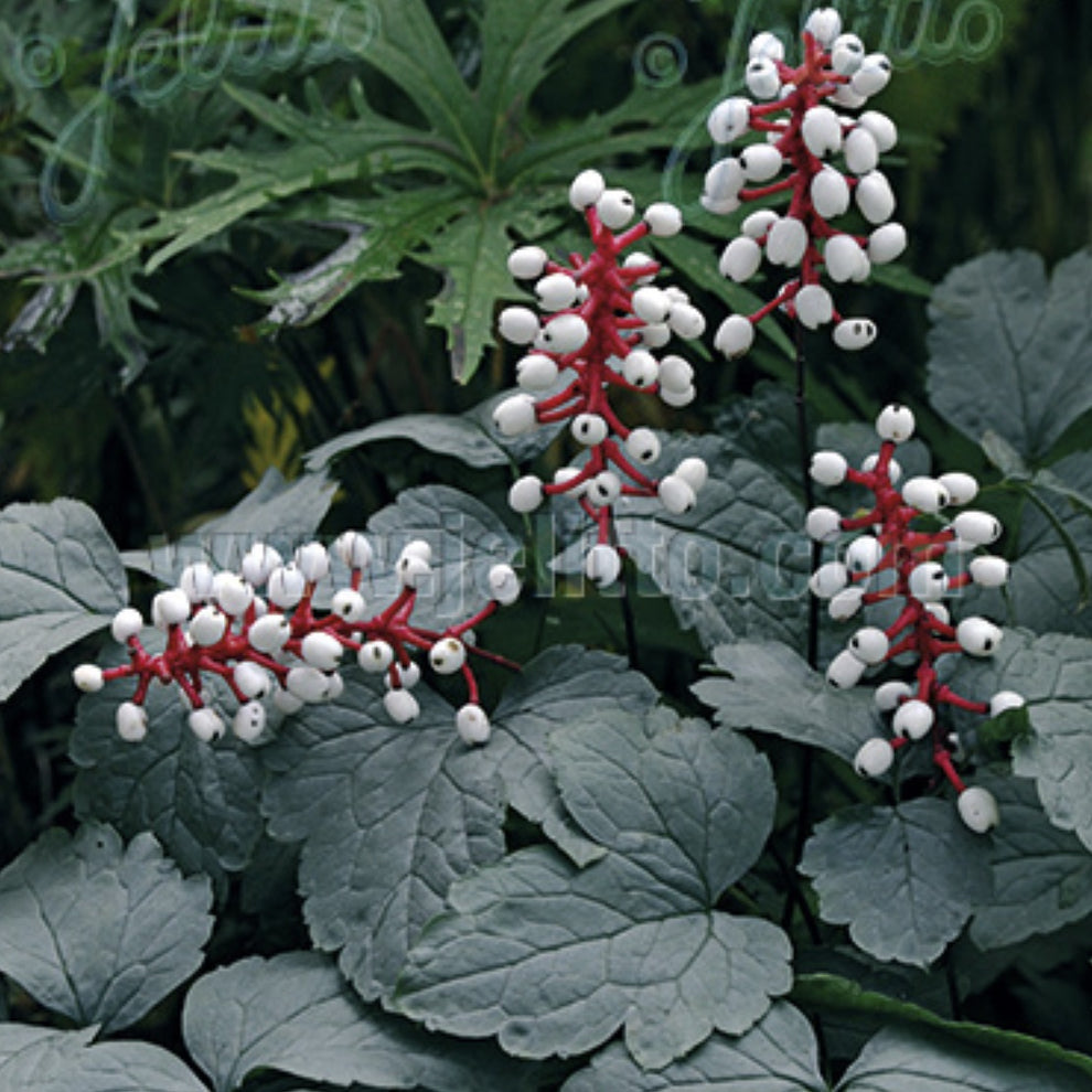 Actaea pachypoda – Secret Garden Growers