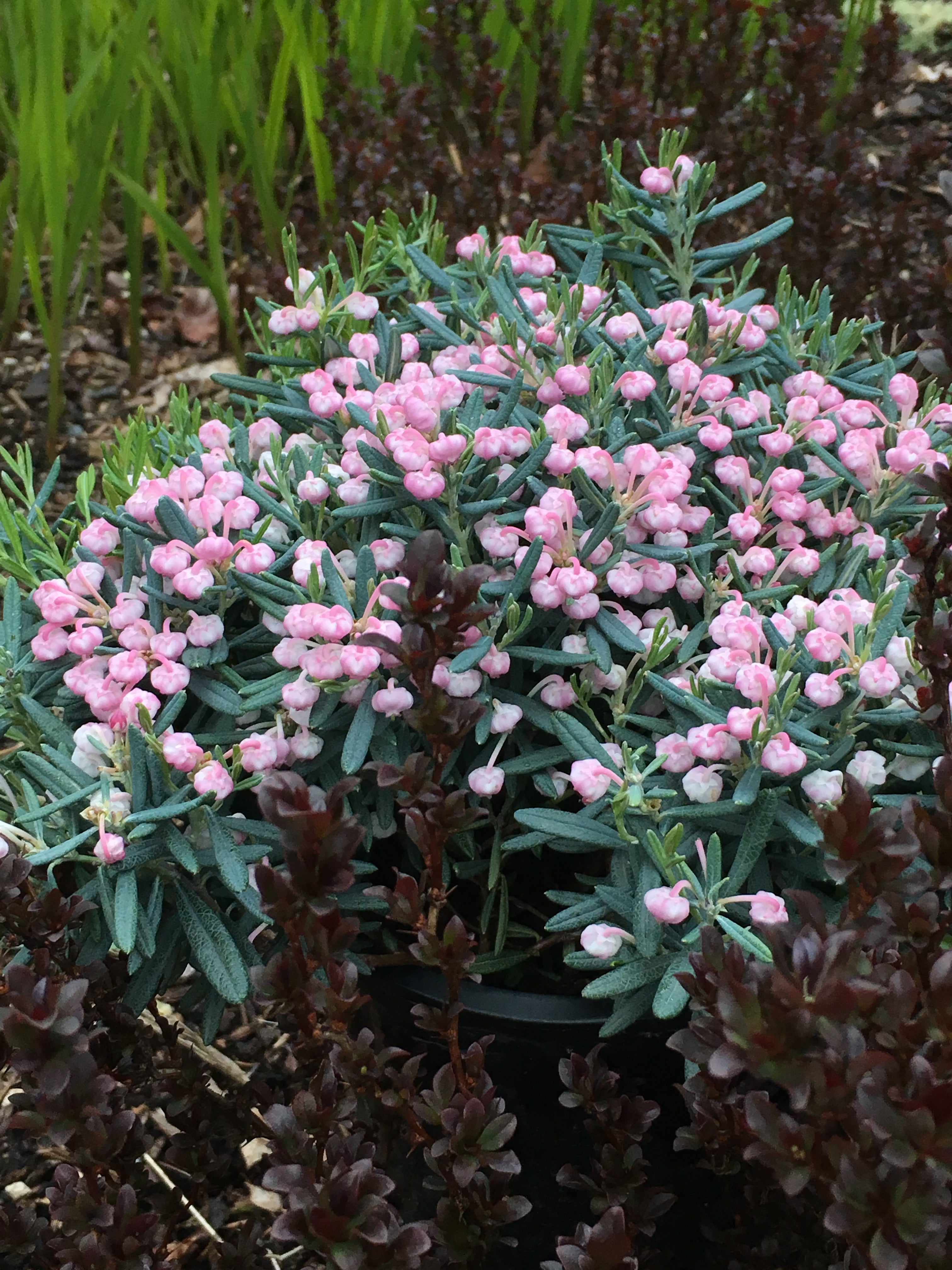Andromeda polifolia ‘Blue Ice‘ – Secret Garden Growers