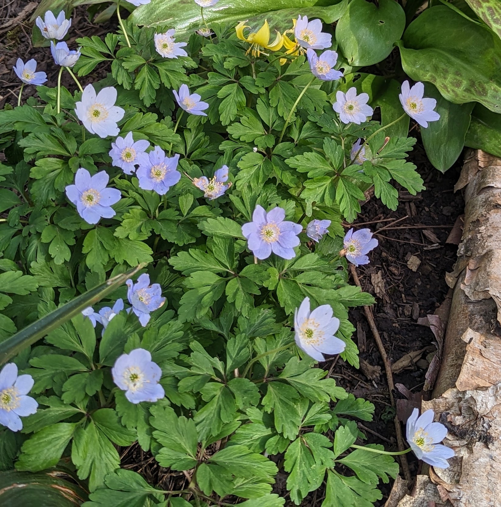 Anemone nemorosa 'Royal Blue' – Secret Garden Growers