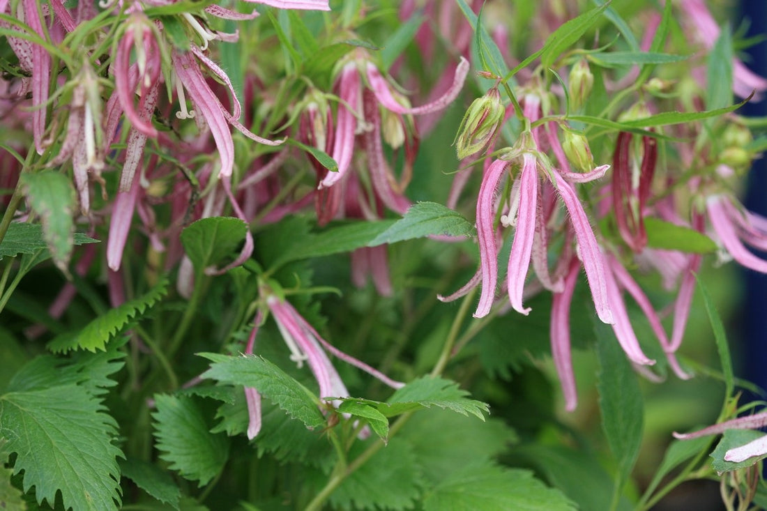 Campanula 'Pink Octopus' PP18885 – Secret Garden Growers