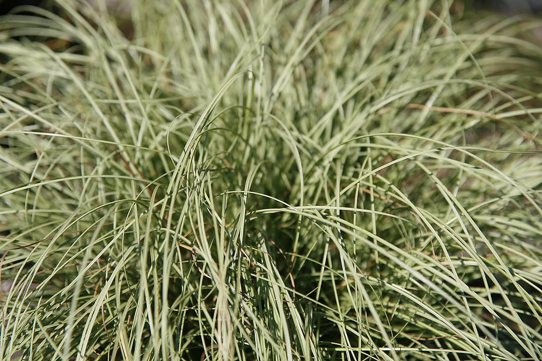 Carex comans ‘Frosted Curls’ – Secret Garden Growers