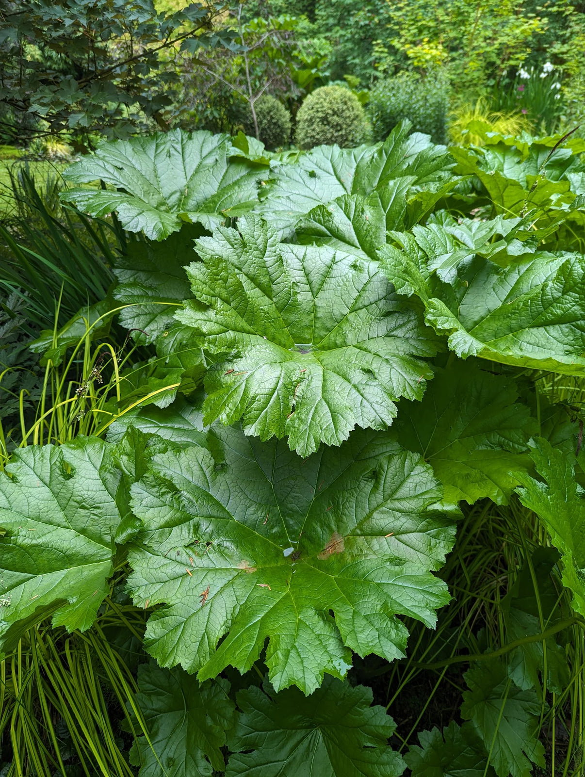 Darmera peltata – Secret Garden Growers