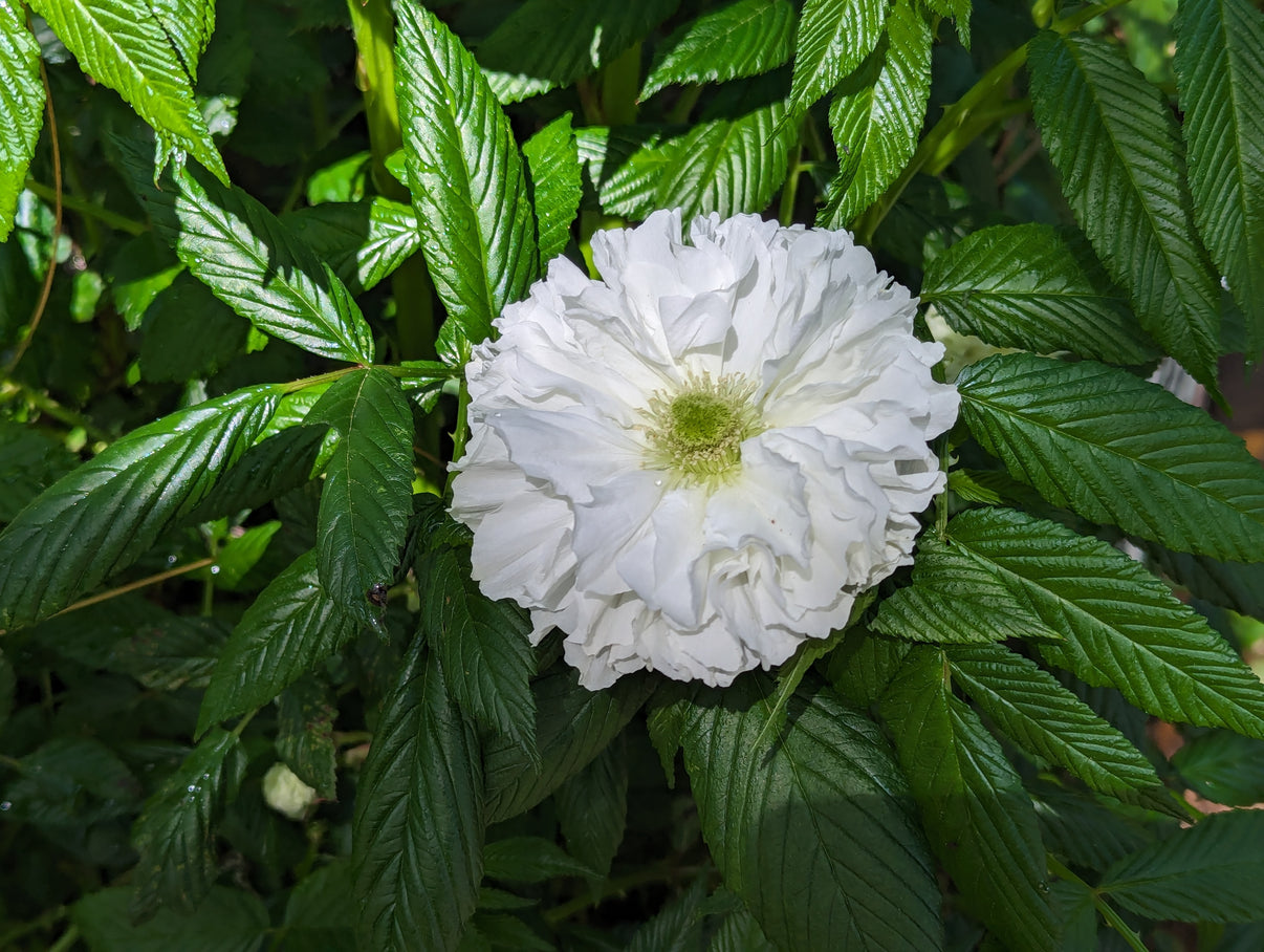 Rubus rosifolius var. coronarius – Secret Garden Growers