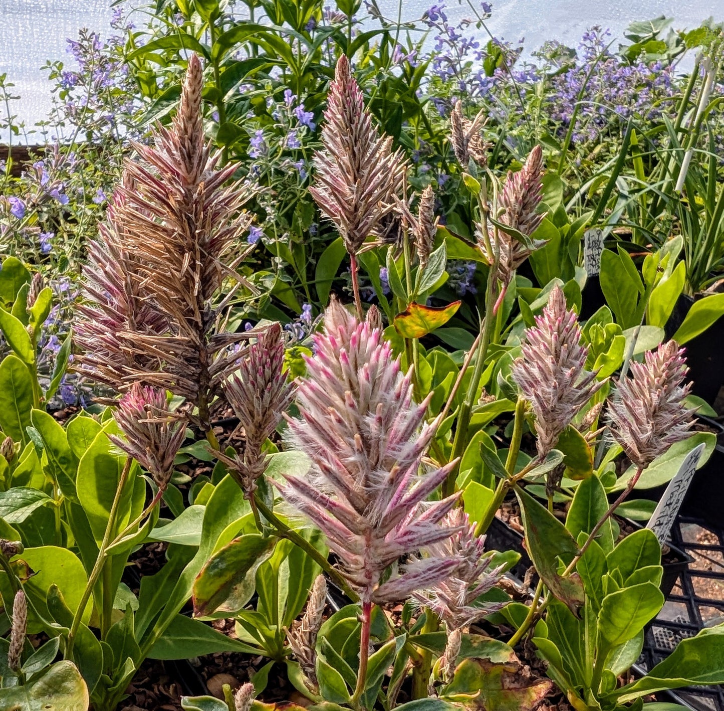 Ptilotus exaltus 'Matilda' – Secret Garden Growers