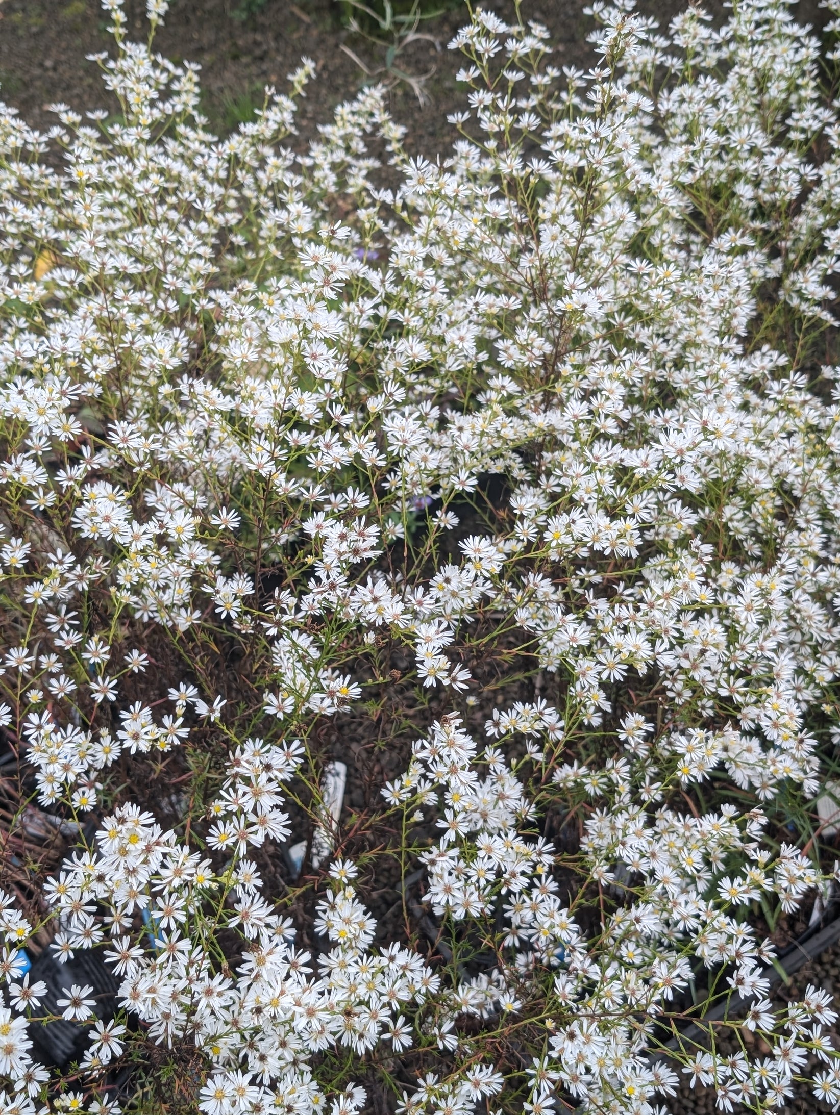 Aster ericoides 'Monte Cassino' – Secret Garden Growers