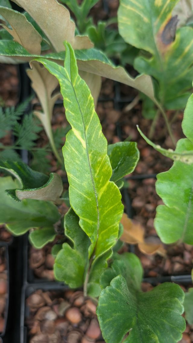Pyrrosia lingua ‘O Kan’ – Secret Garden Growers