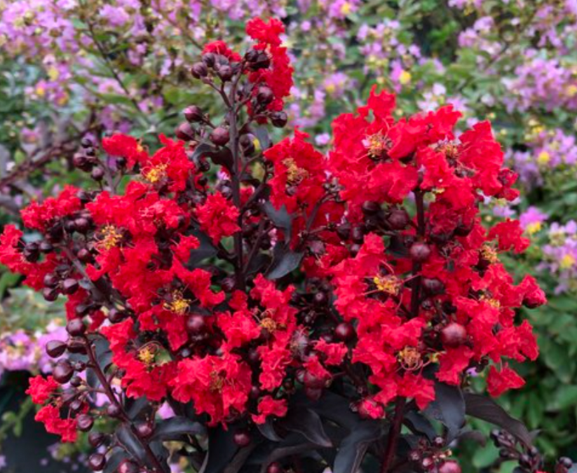 Lagerstroemia indica ‘Center Stage® Red' – Secret Garden Growers