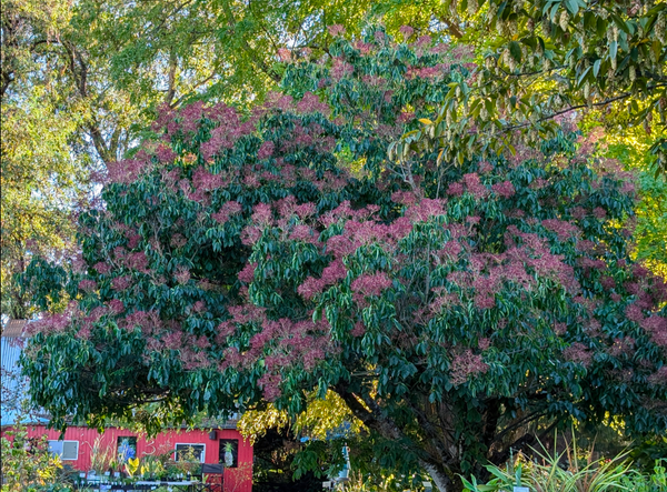 Tetradium daniellii – Secret Garden Growers