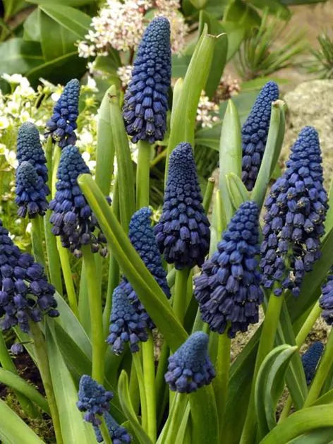 Bellevalia pycnantha – Secret Garden Growers