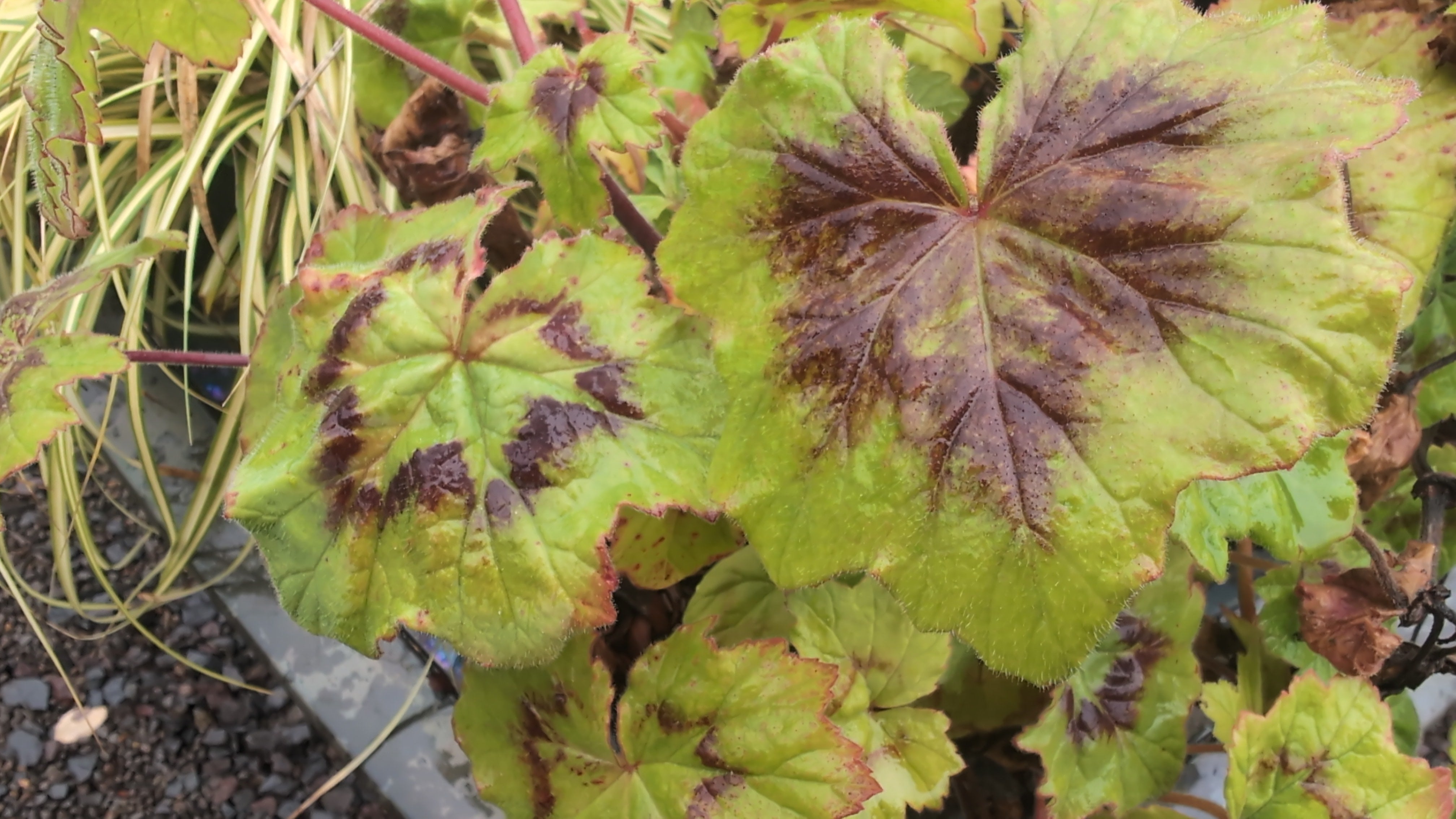 Pelargonium transvaalense ‘African Princess‘ – Secret Garden Growers