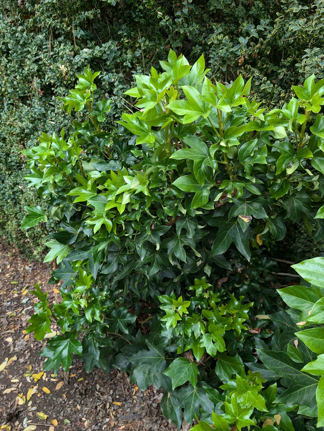Fatshedera lizei 'Ribbon Candy' – Secret Garden Growers