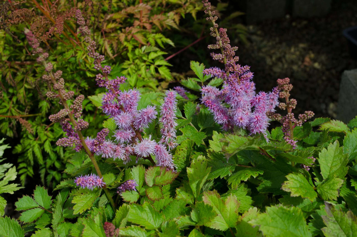 Astilbe chinensis var. pumila – Secret Garden Growers