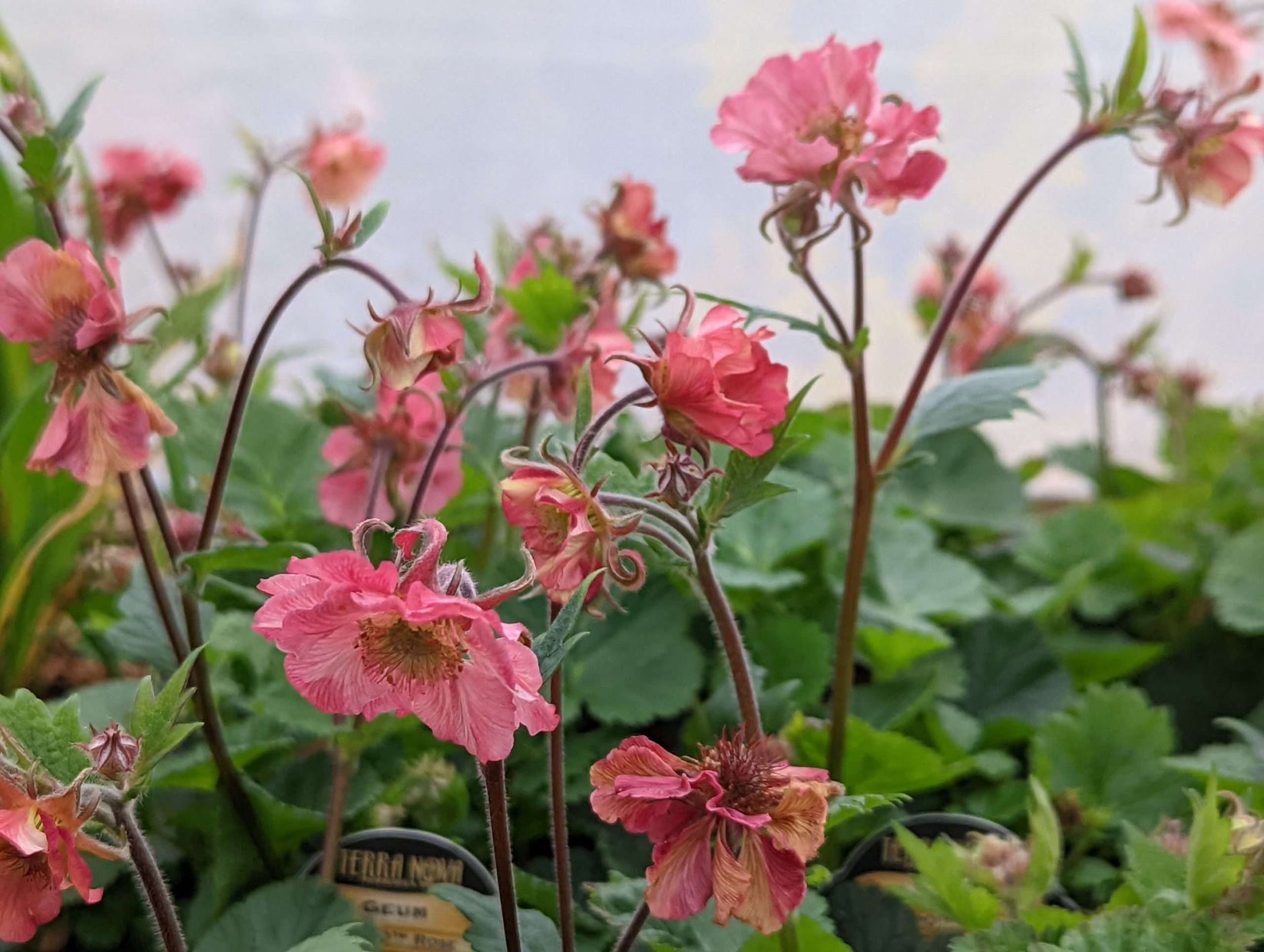 Geum ‘Tempo™ Rose’ PP31209 – Secret Garden Growers