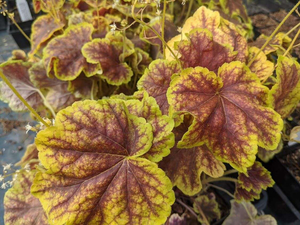 Heucherella 'Solar Eclipse' PP23647 – Secret Garden Growers