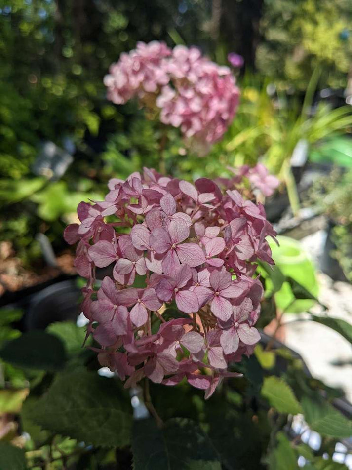 Hydrangea arborescens Invincible Mini Mauvette® – Secret Garden Growers