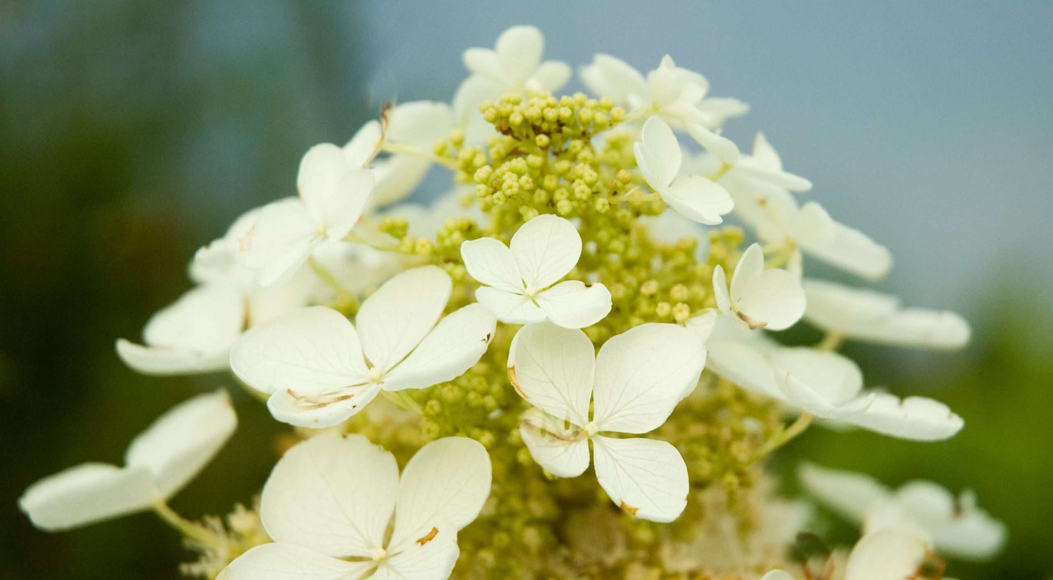 Hydrangea quercifolia 'Pee Wee' – Secret Garden Growers
