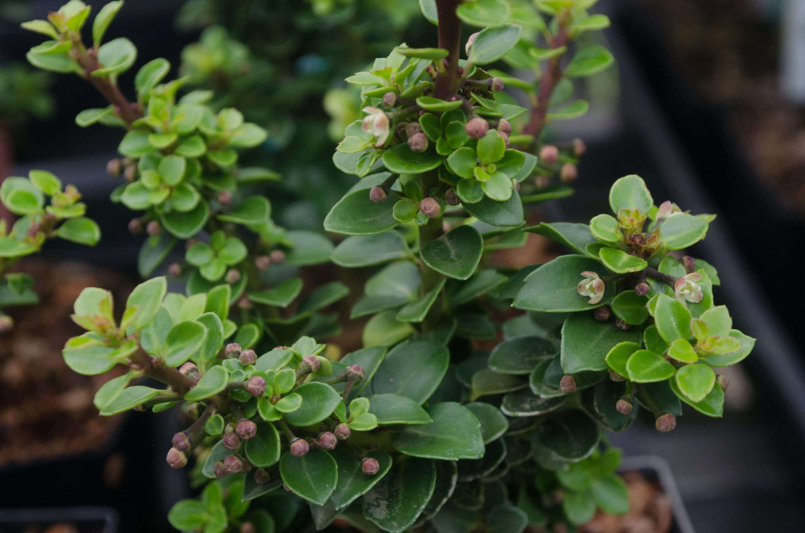Ilex crenata 'Dwarf Pagoda' – Secret Garden Growers