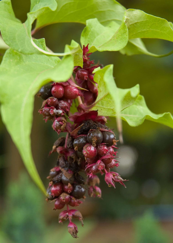 Leycesteria formosa – Secret Garden Growers