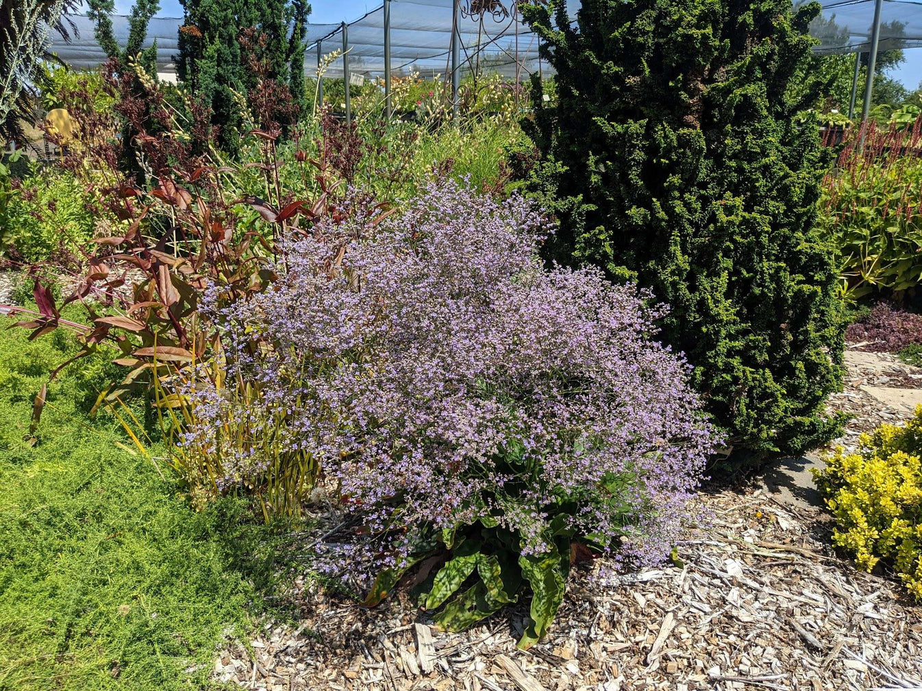 Limonium latifolium – Secret Garden Growers