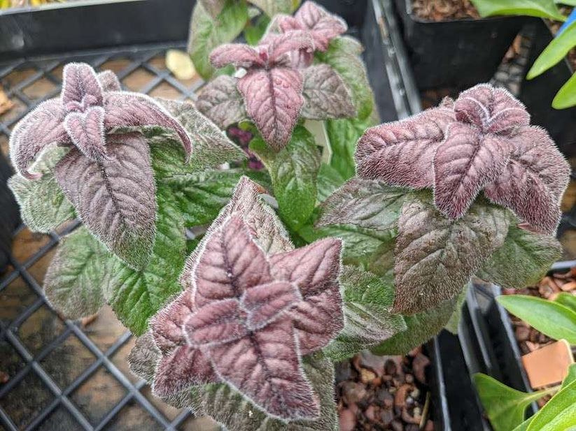 Monarda didyma 'Leading Lady Plum' PP26447 – Secret Garden Growers