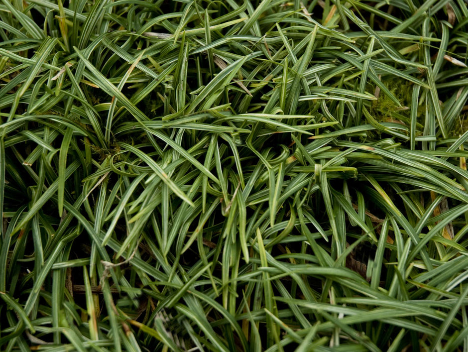 O – Secret Garden Growers