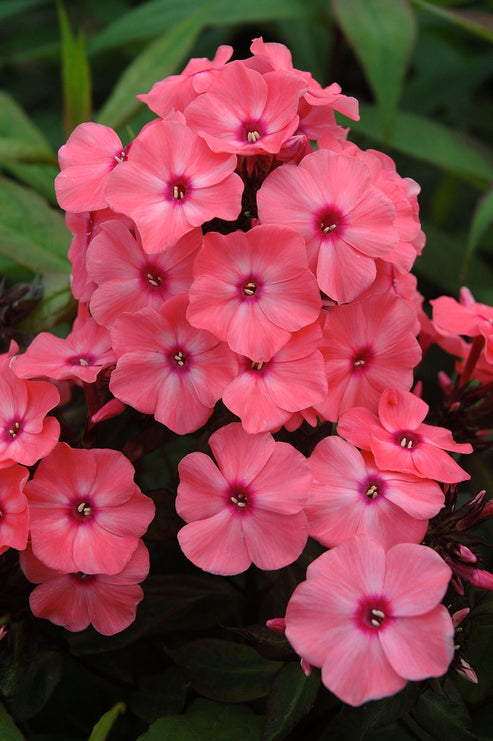 Phlox paniculata ‘Coral Crème Drop’ PP20907 – Secret Garden Growers
