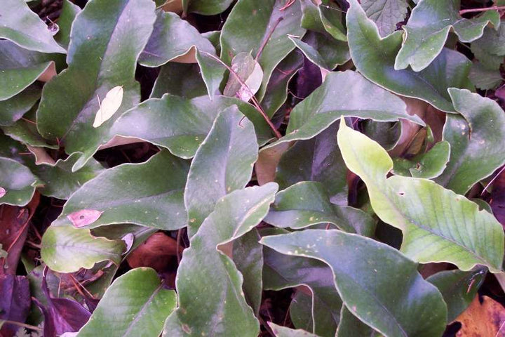 P – Page 9 – Secret Garden Growers