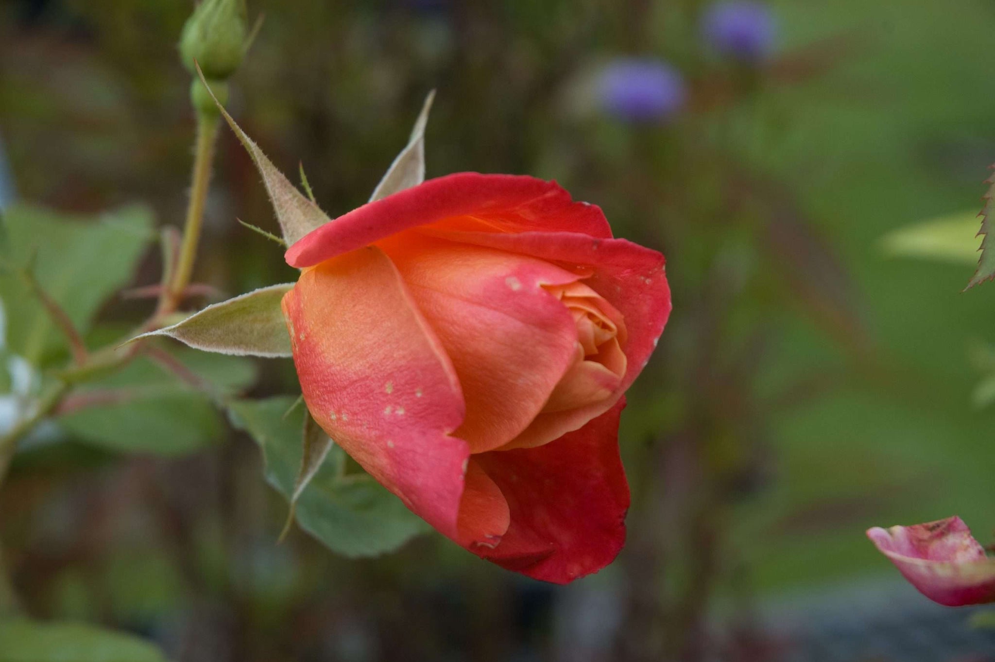 Rose 'Joseph's Coat' – Secret Garden Growers