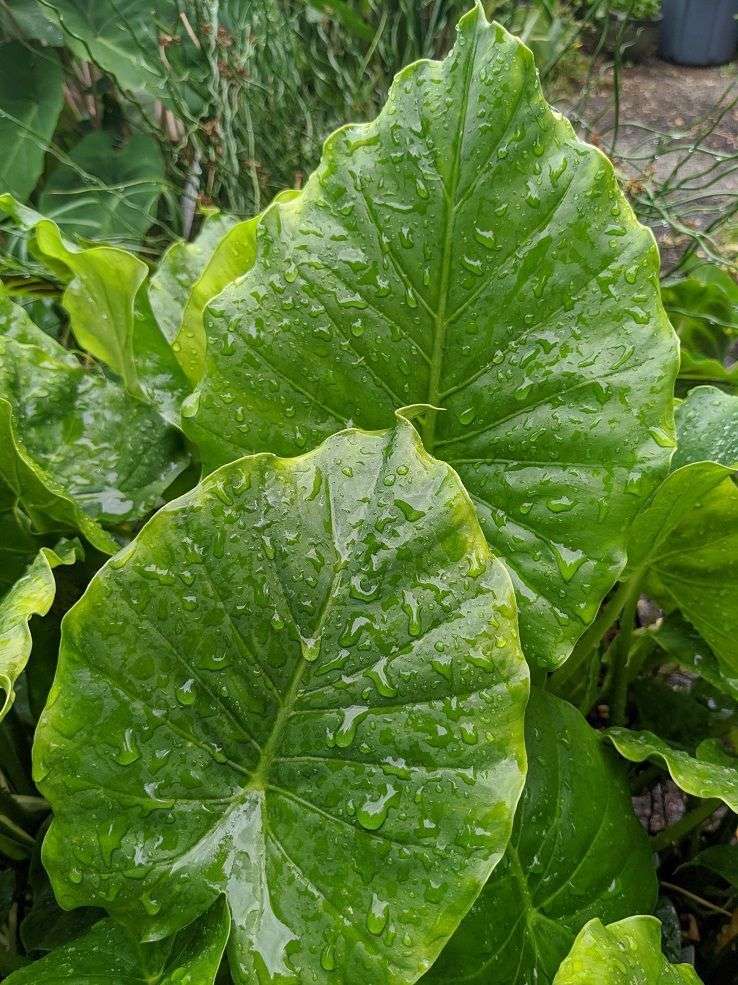 Collections – Secret Garden Growers