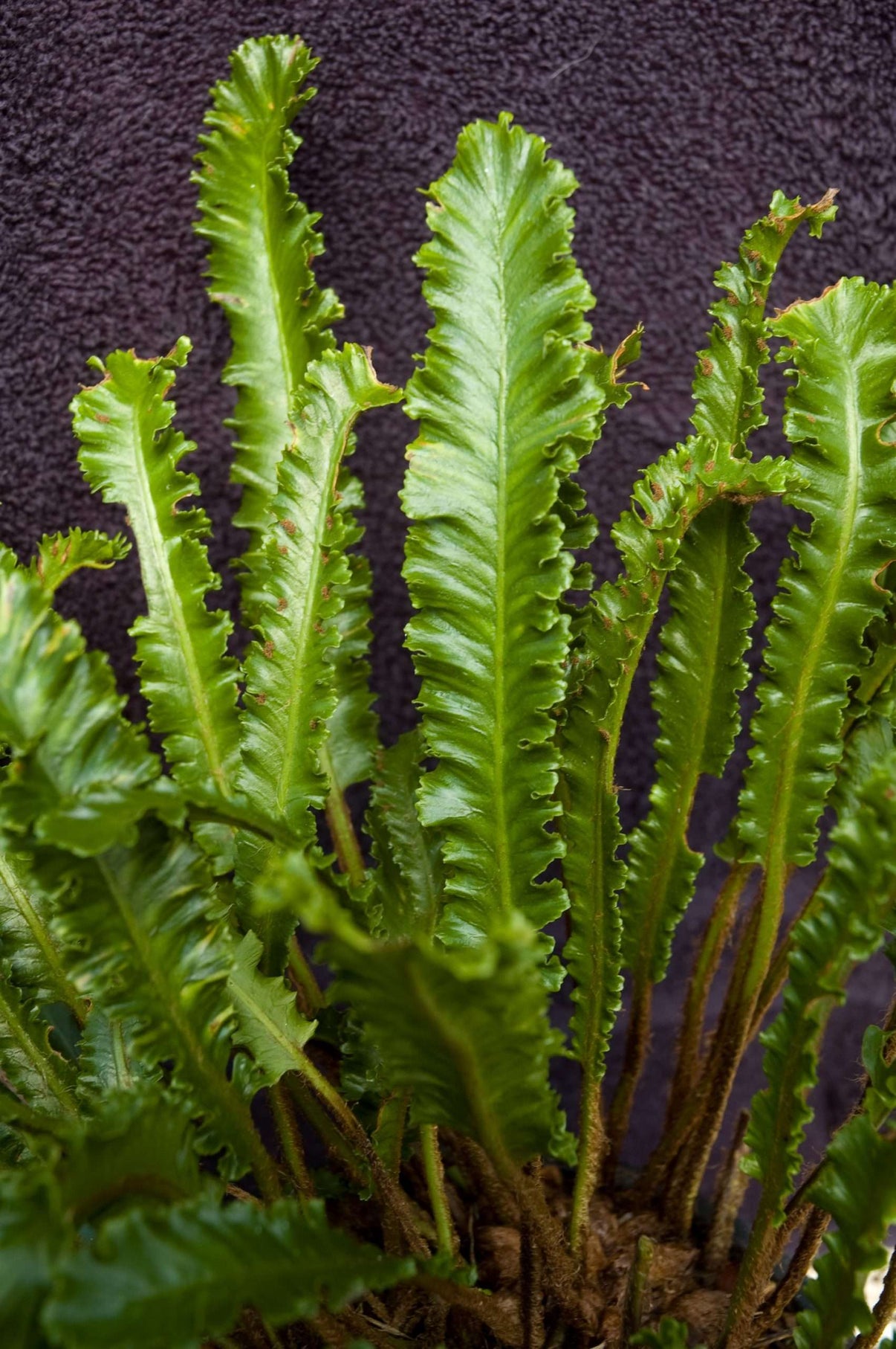 Asplenium scolopendrium 'Angustifolia' – Secret Garden Growers