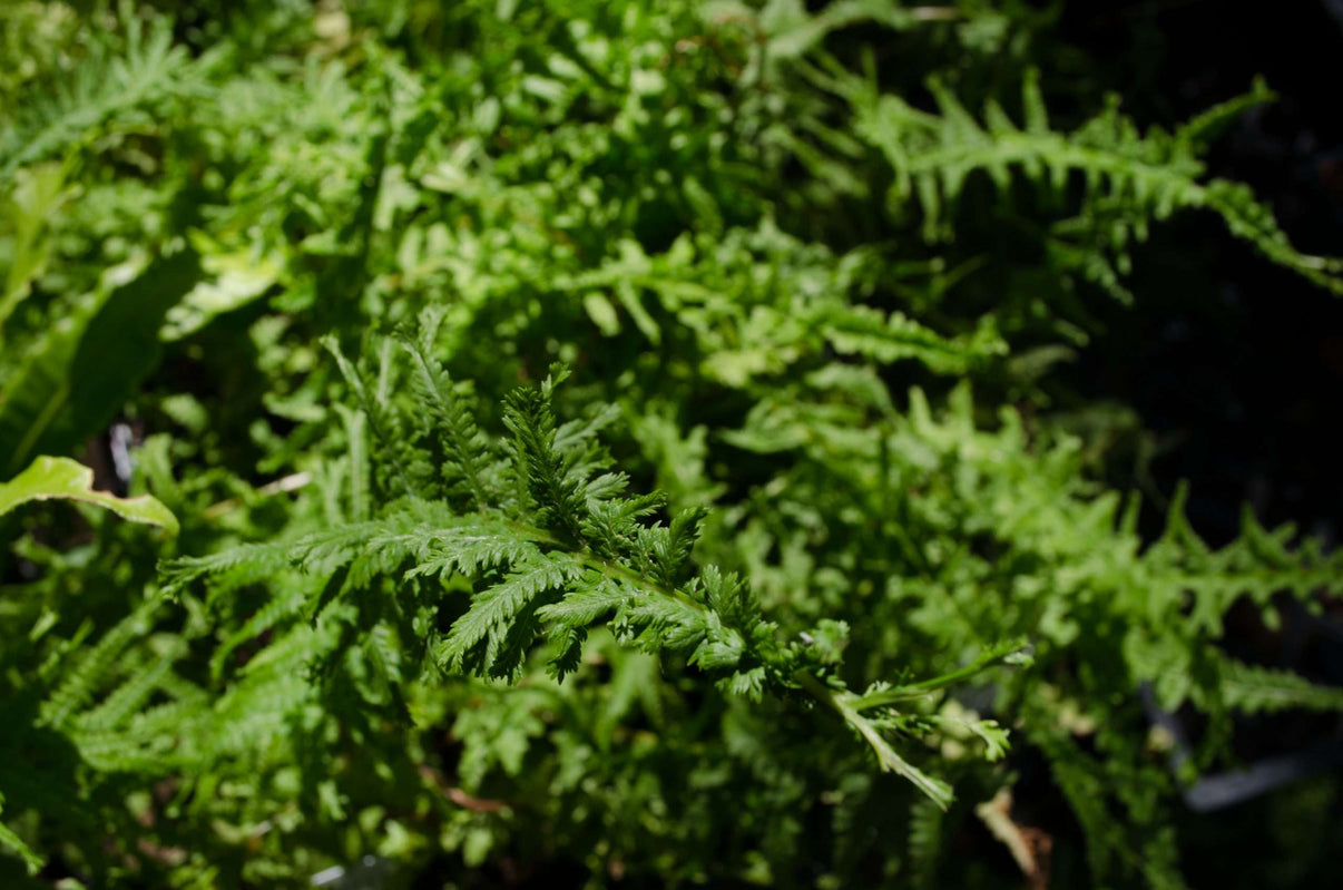 Athyrium filix-femina 'Victoriae' – Secret Garden Growers