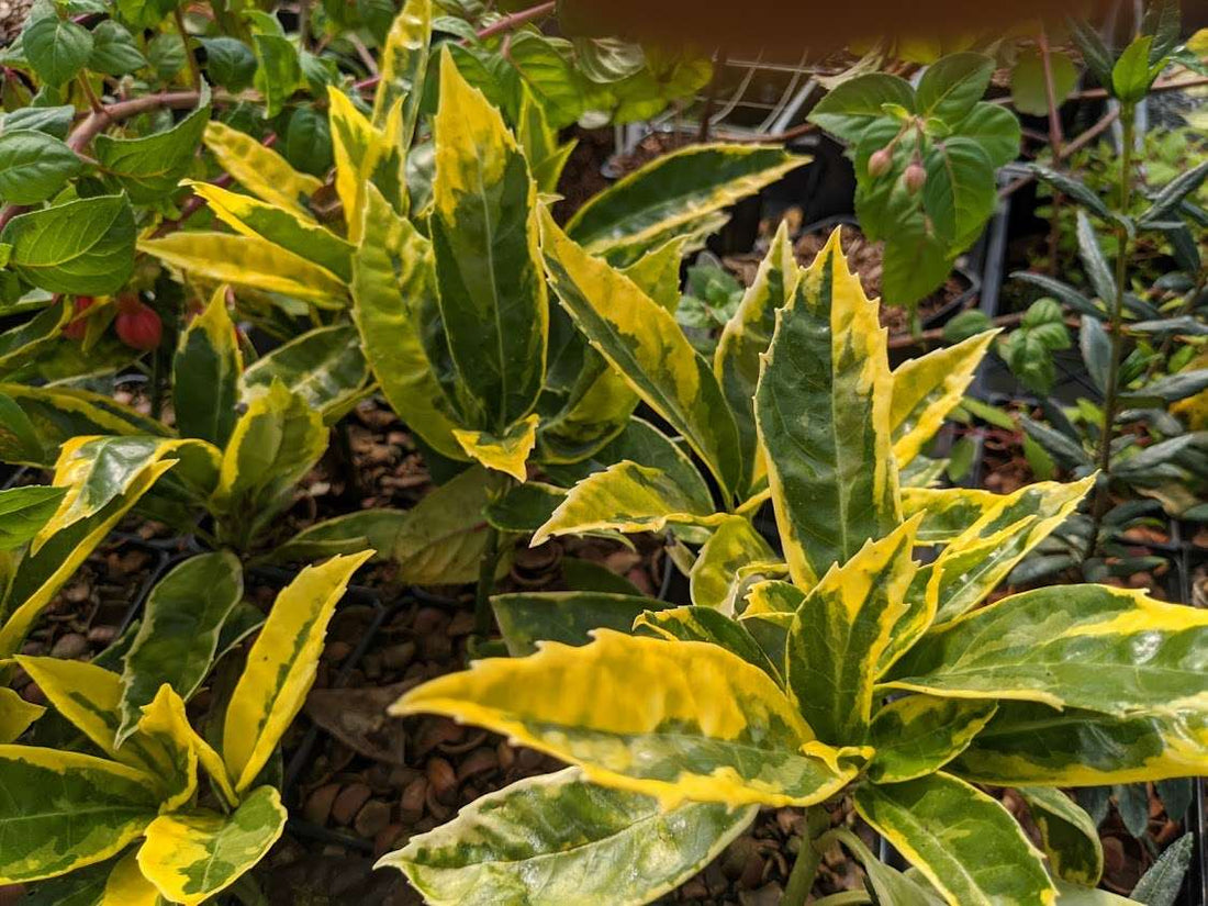 Aucuba japonica 'Limbata' - avail for spring 2026 orders – Secret ...
