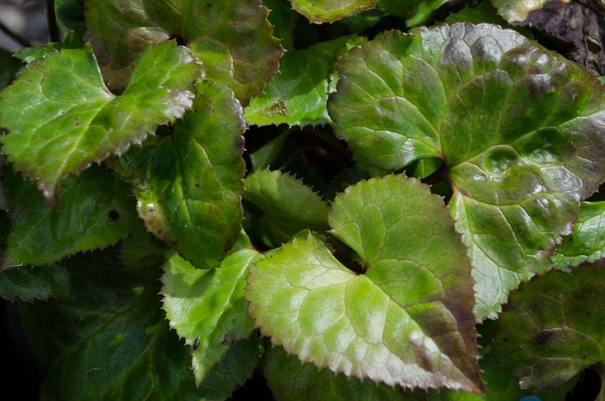 Beesia deltophylla - avail for Spring 2026 orders – Secret Garden Growers