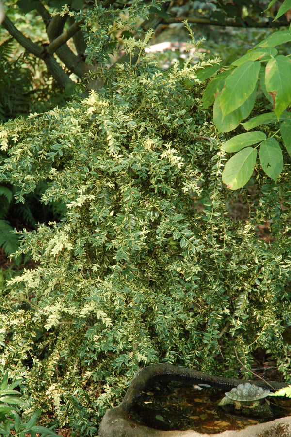 Buxus sempervirens 'Aurea Pendula' - avail for Spring 2026 orders – Secret Garden Growers