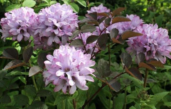 Campanula glomerata 'Caroline' – Secret Garden Growers