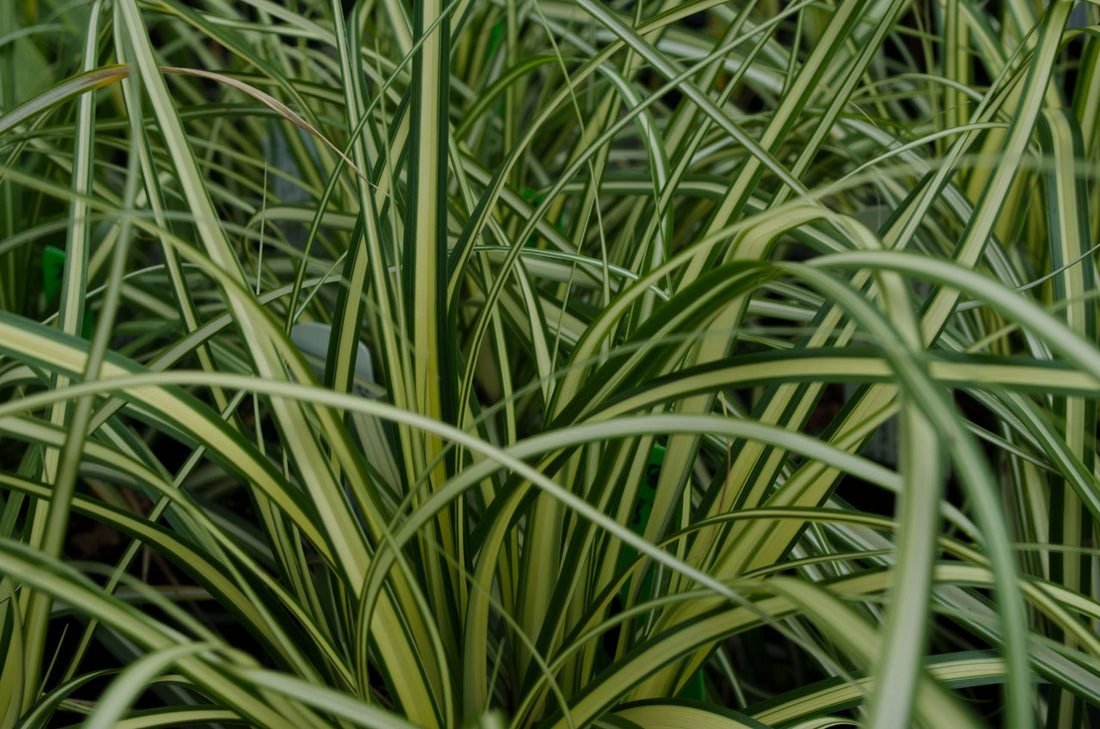 Carex oshimensis 'Evergold' – Secret Garden Growers