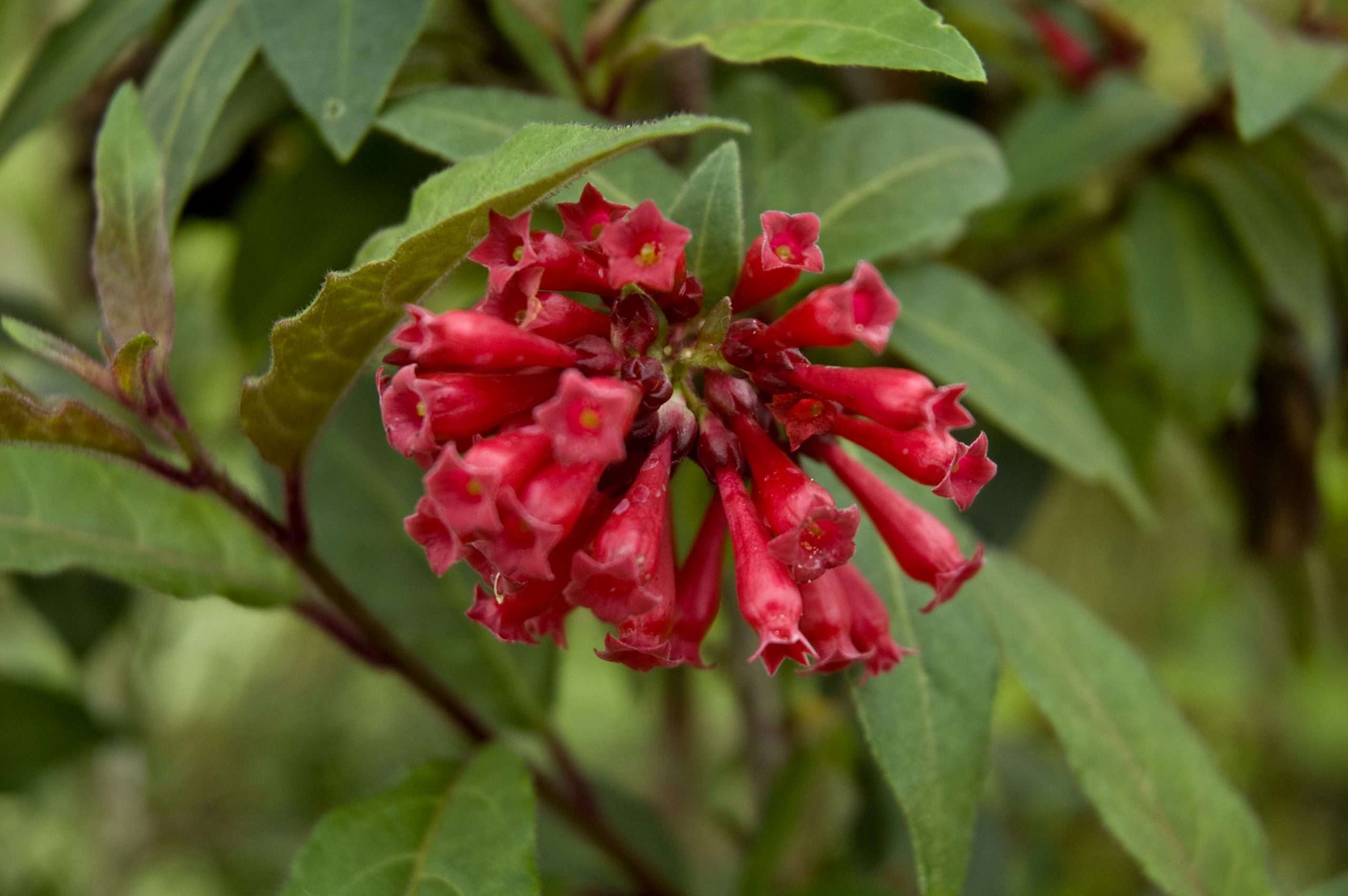 Cestrum newellii 'Ruby Clusters' – Secret Garden Growers