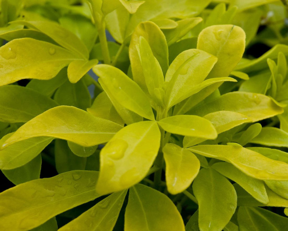 Choisya ternata 'Sundance' – Secret Garden Growers