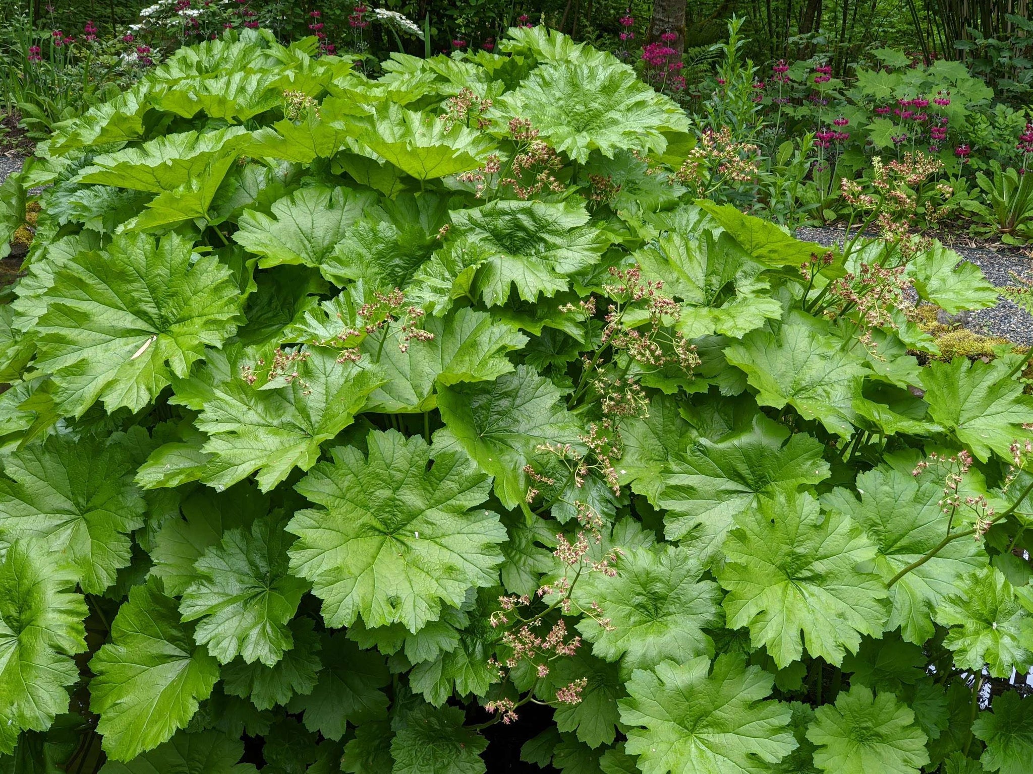 Darmera peltata – Secret Garden Growers