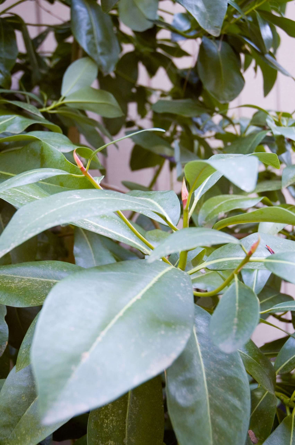 Drimys winteri – Secret Garden Growers