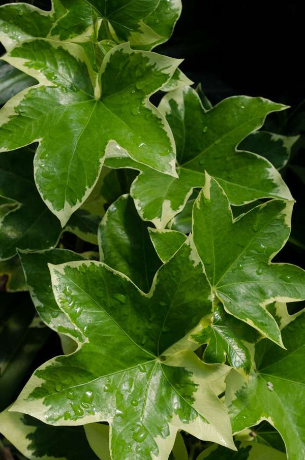 Fatshedera lizei 'Angyo Star' – Secret Garden Growers
