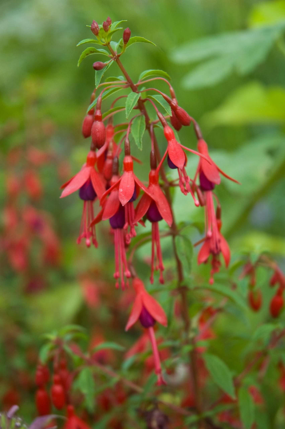 Fuchsia 'David' – Secret Garden Growers