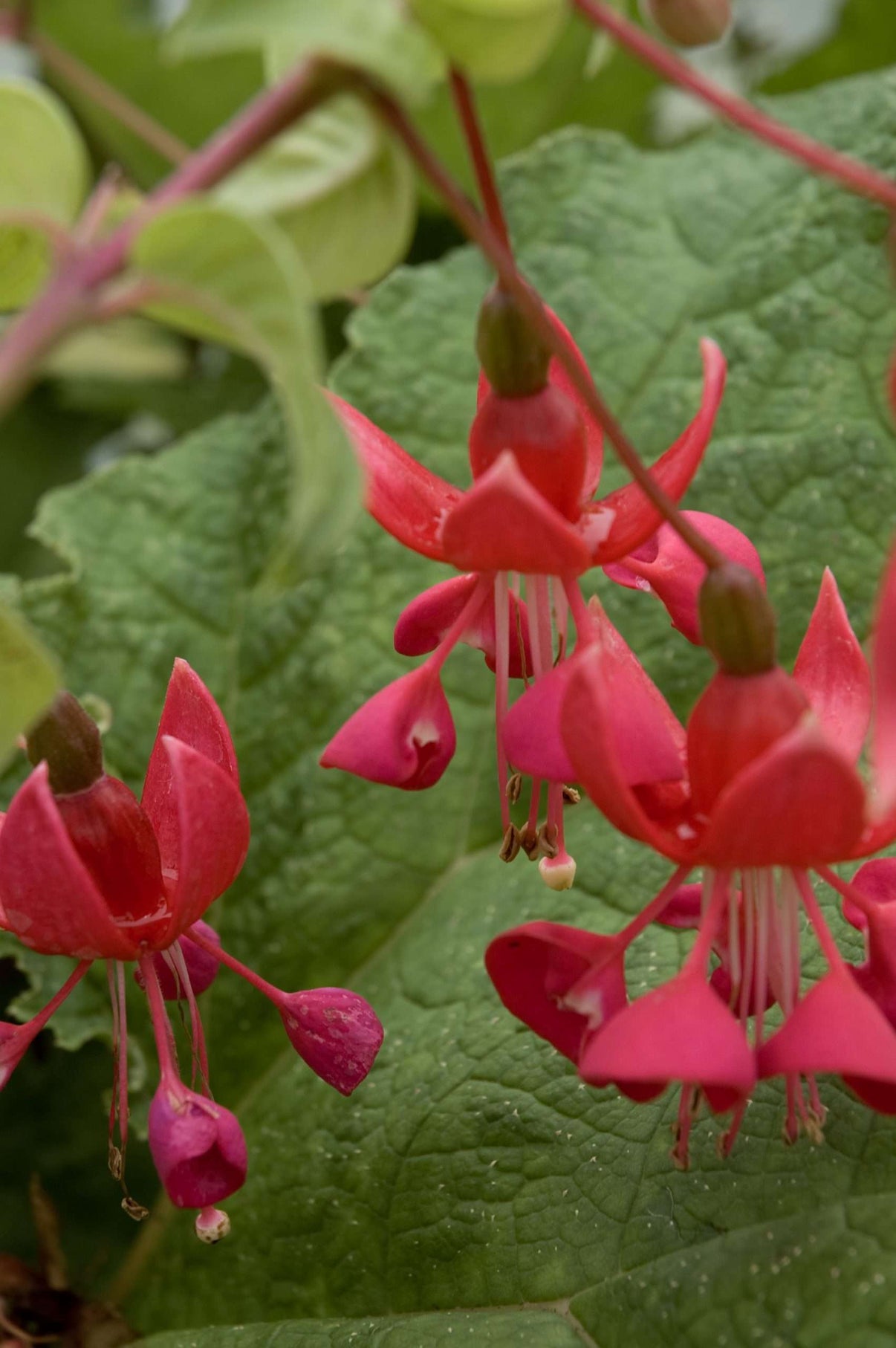 Fuchsia 'Nettala' – Secret Garden Growers