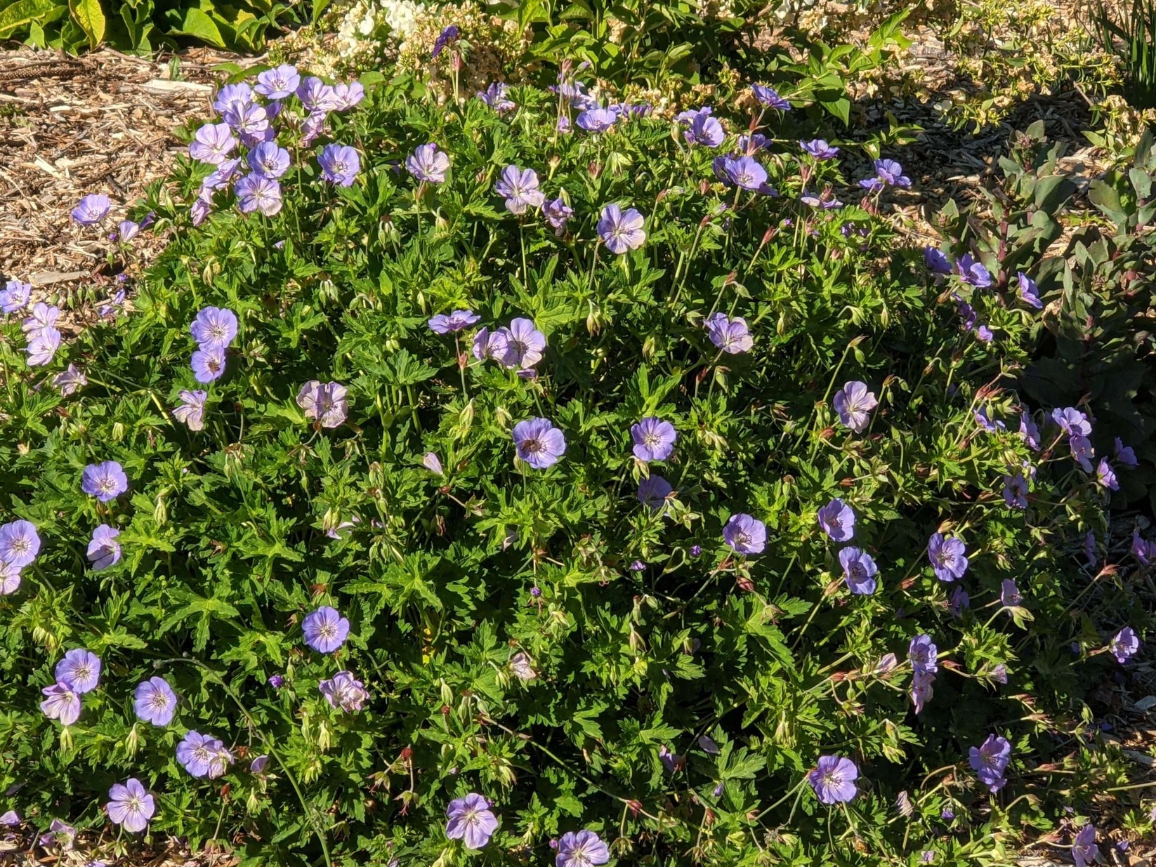 Geranium 'Azure Rush' – Secret Garden Growers