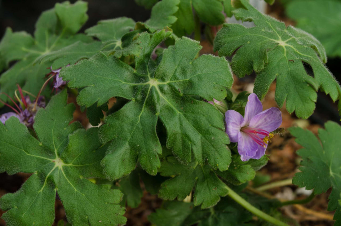 Geranium macrorrhizum 'Ingwersen's Variety' – Secret Garden Growers